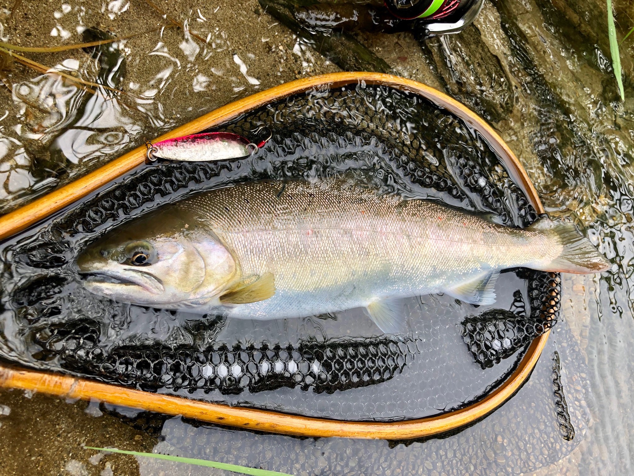 尺アマゴ34㎝が釣れた！夢の40㎝アマゴまではあと数㎝！ – 渓流ルアー釣りという病との闘病記